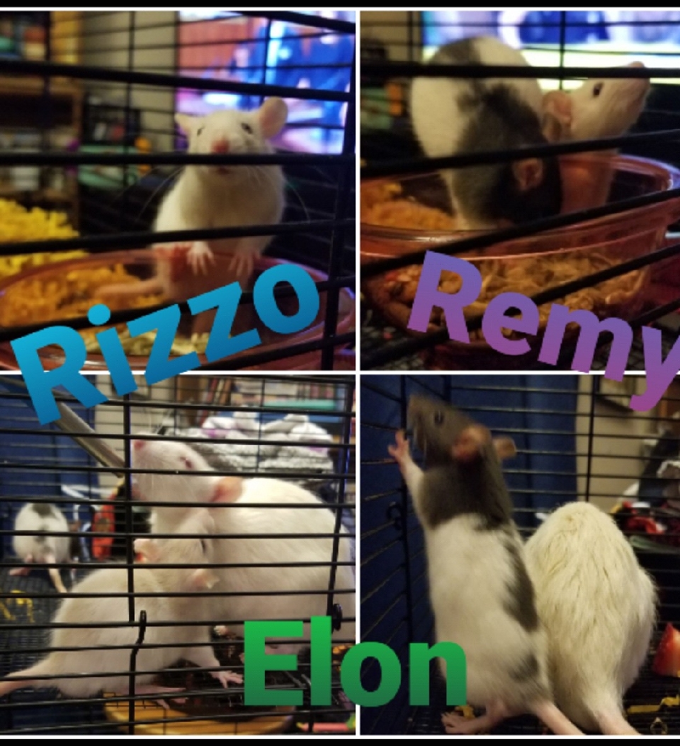so yesterday we woke up to see our sweet ratto Jeffrey Bezos had passed ...